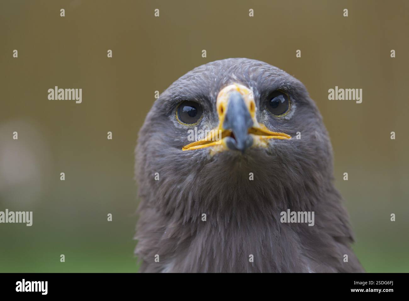 Portrait of immature Aquila nipalensis, steppe eagle, in late light ...