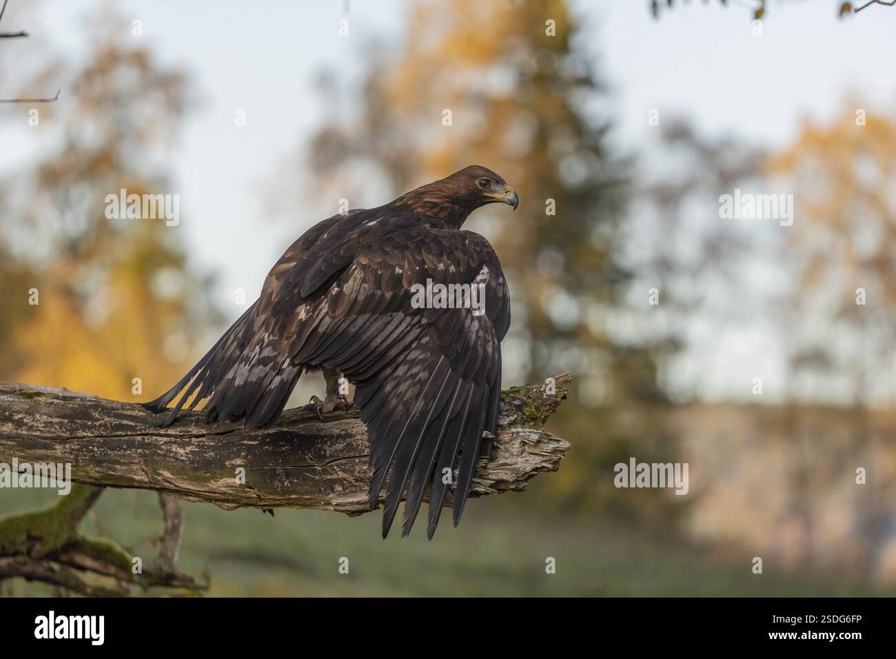One golden eagle (Aquila chrysaetos) sitting on a broken and rotting ...