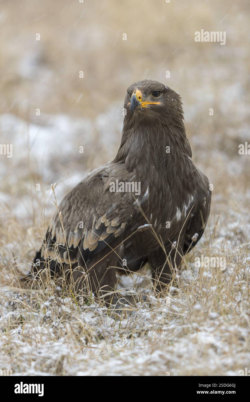 Steppe eagles sit on tree hi-res stock photography and images - Alamy