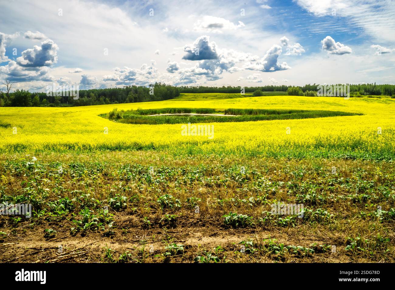 A blooming canola field with a swamp in the middle framed with forest ...