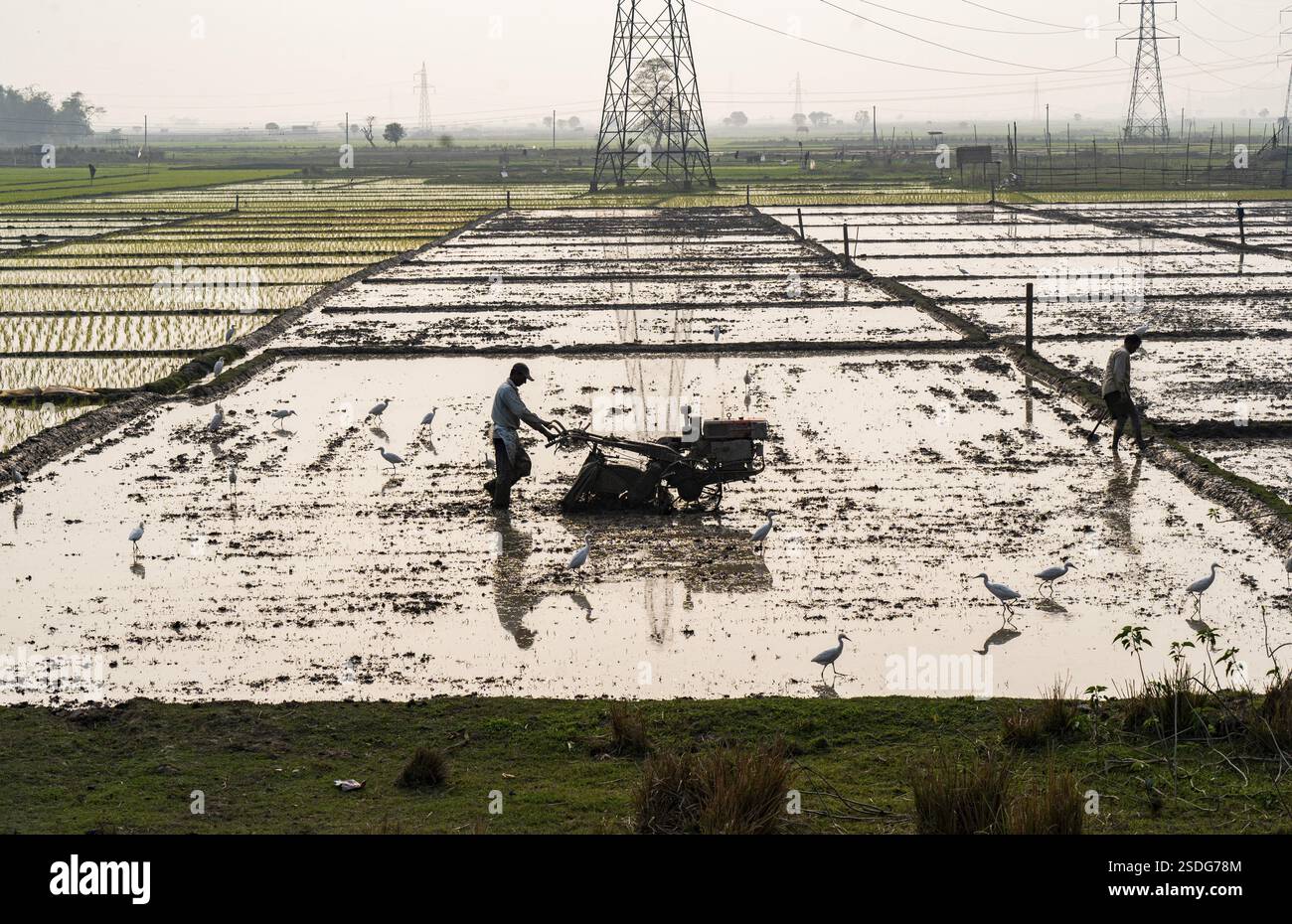 A farmer using hand tractor to plough an agricultural field at Mayong ...