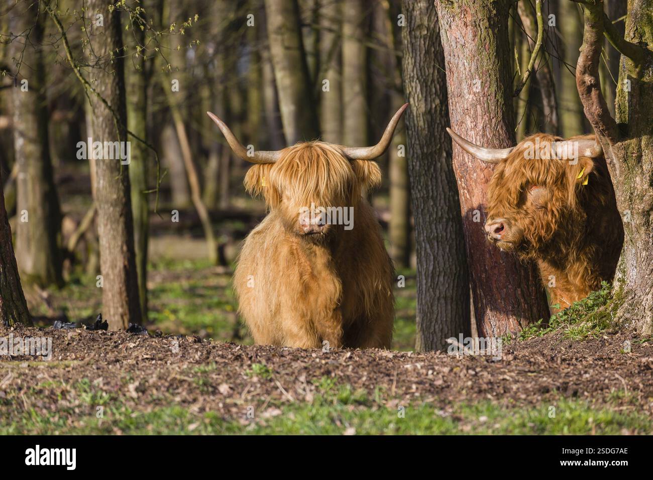 One Highland bull and a cow (Bos (primigenius) taurus) stand in a ...