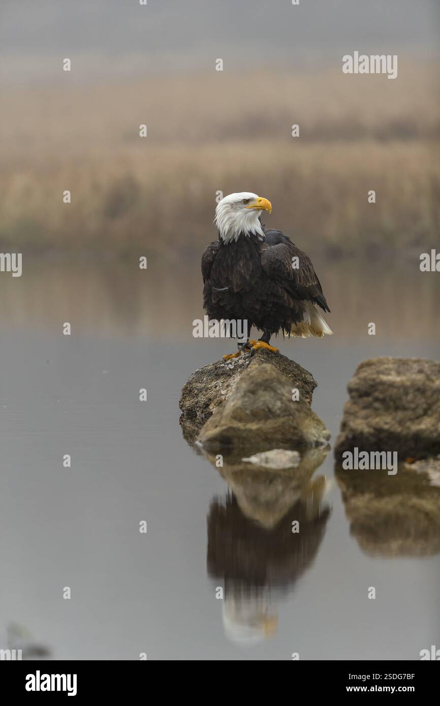 One Bald Eagle, Haliaeetus leucocephalus, standing on a rock in the ...