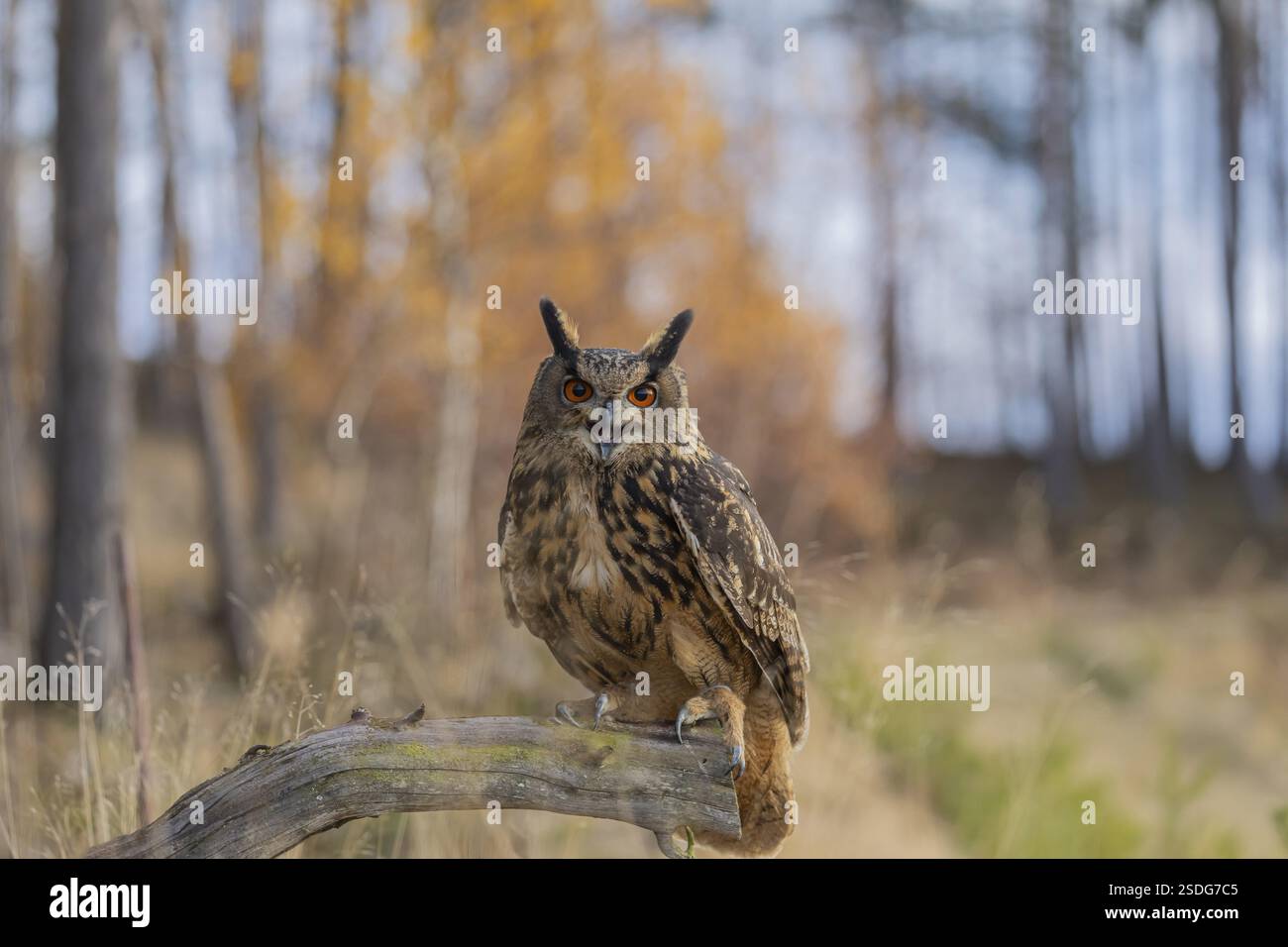 One Eurasian Eagle Owl, Bubo bubo, sitting on a root of a dead tree. A ...
