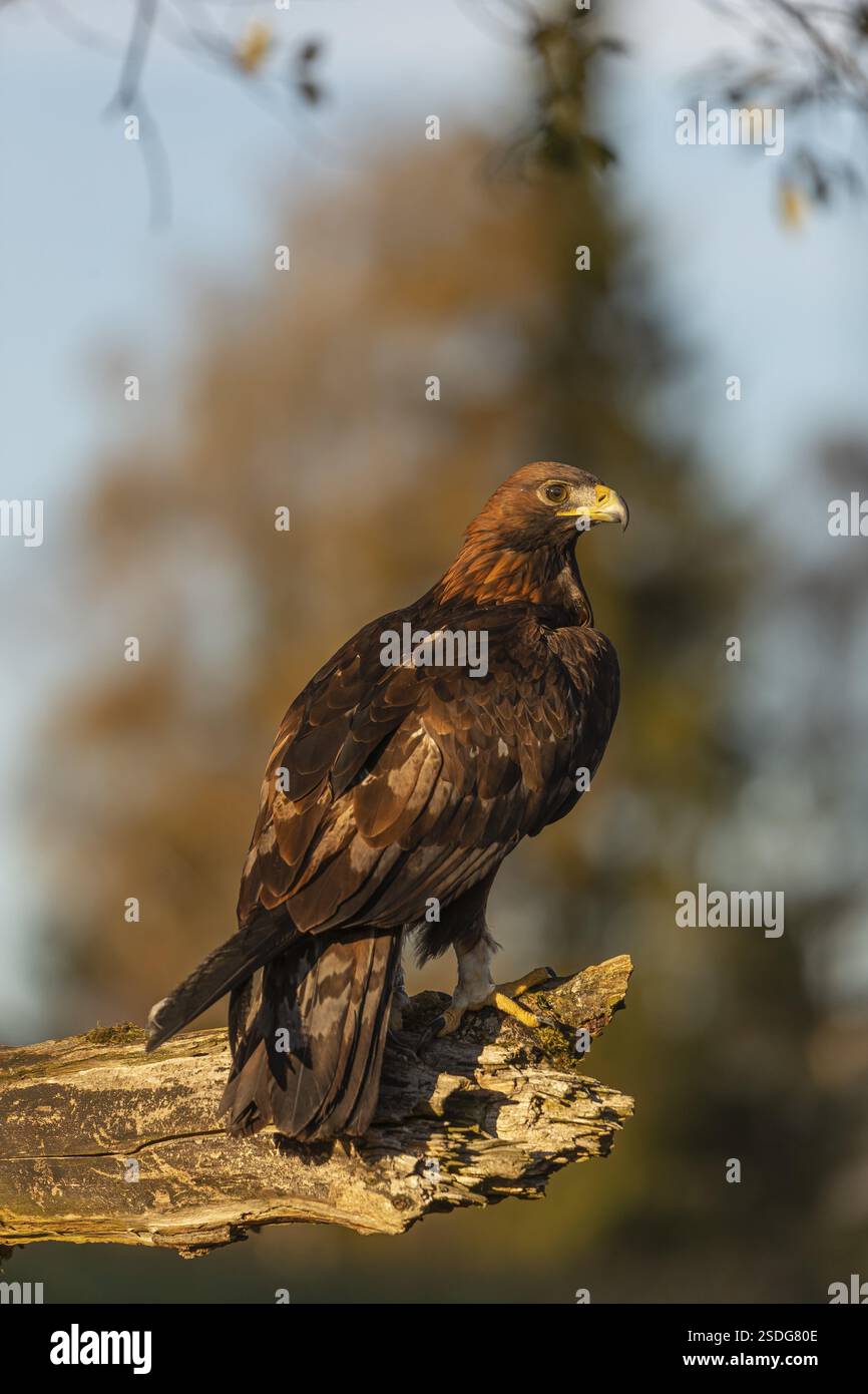 One golden eagle (Aquila chrysaetos) sitting on a broken and rotting ...