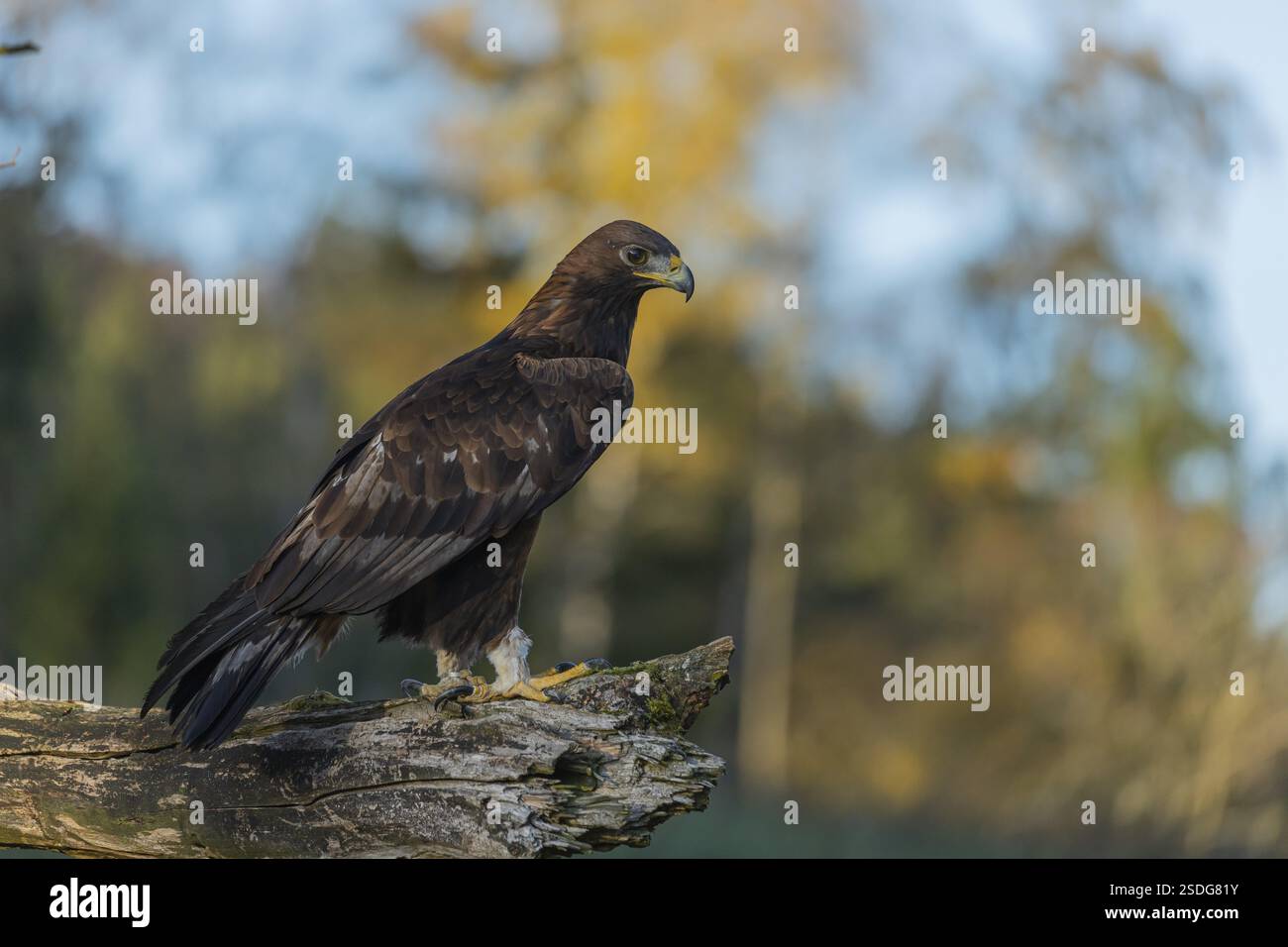 One golden eagle (Aquila chrysaetos) sitting on a broken and rotting ...