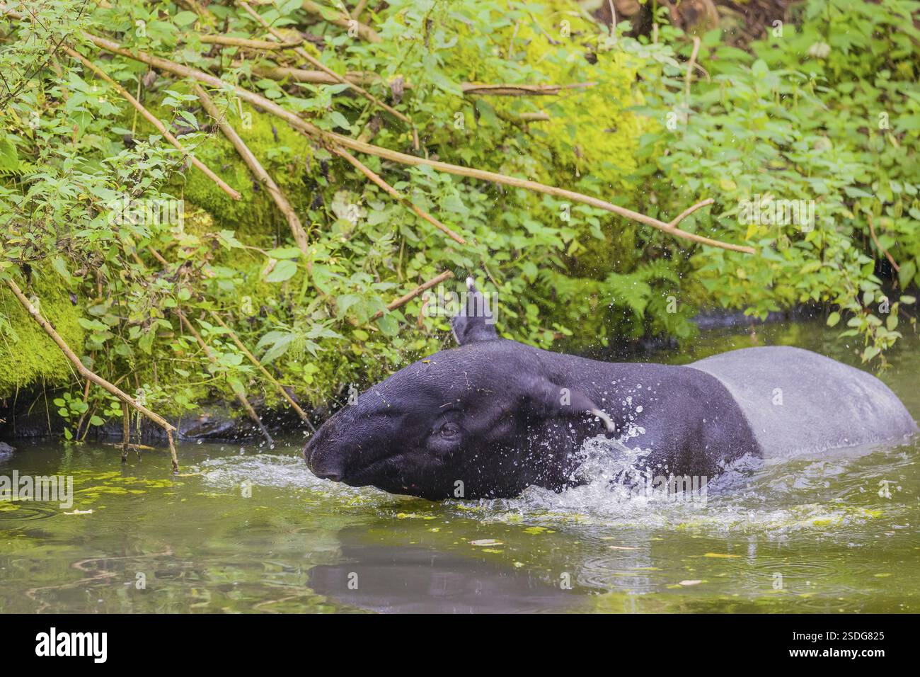 A Malayan tapir (Acrocodia indica) stands in the shallow water of a ...