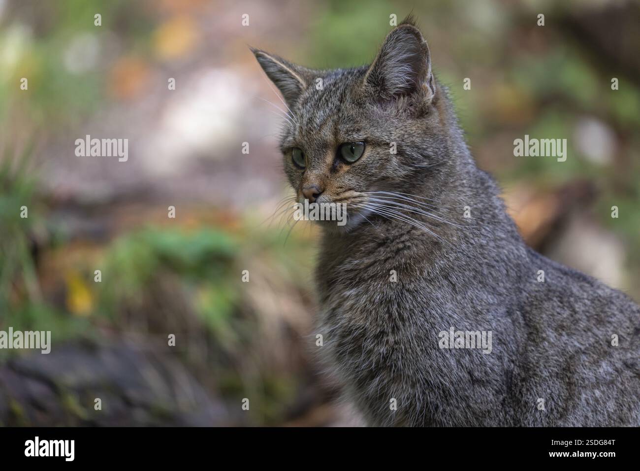 Portrait of one European wildcat, Felis silvestris silvestris, sitting ...