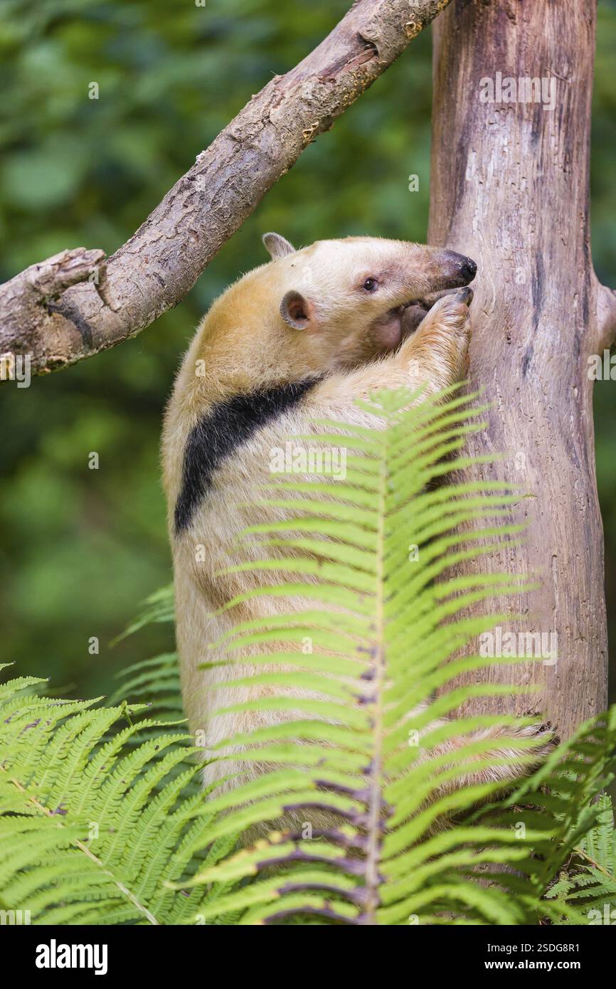 One southern tamandua (Tamandua tetradactyla), climbs up a tree in a ...