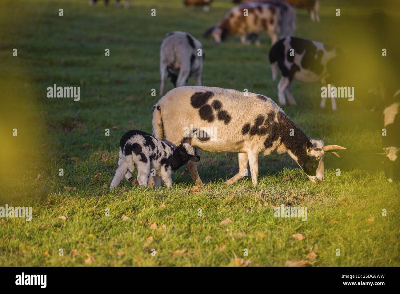 A female Jacob sheep (Ovis ammon F. aries) with two lambs at sunrise ...
