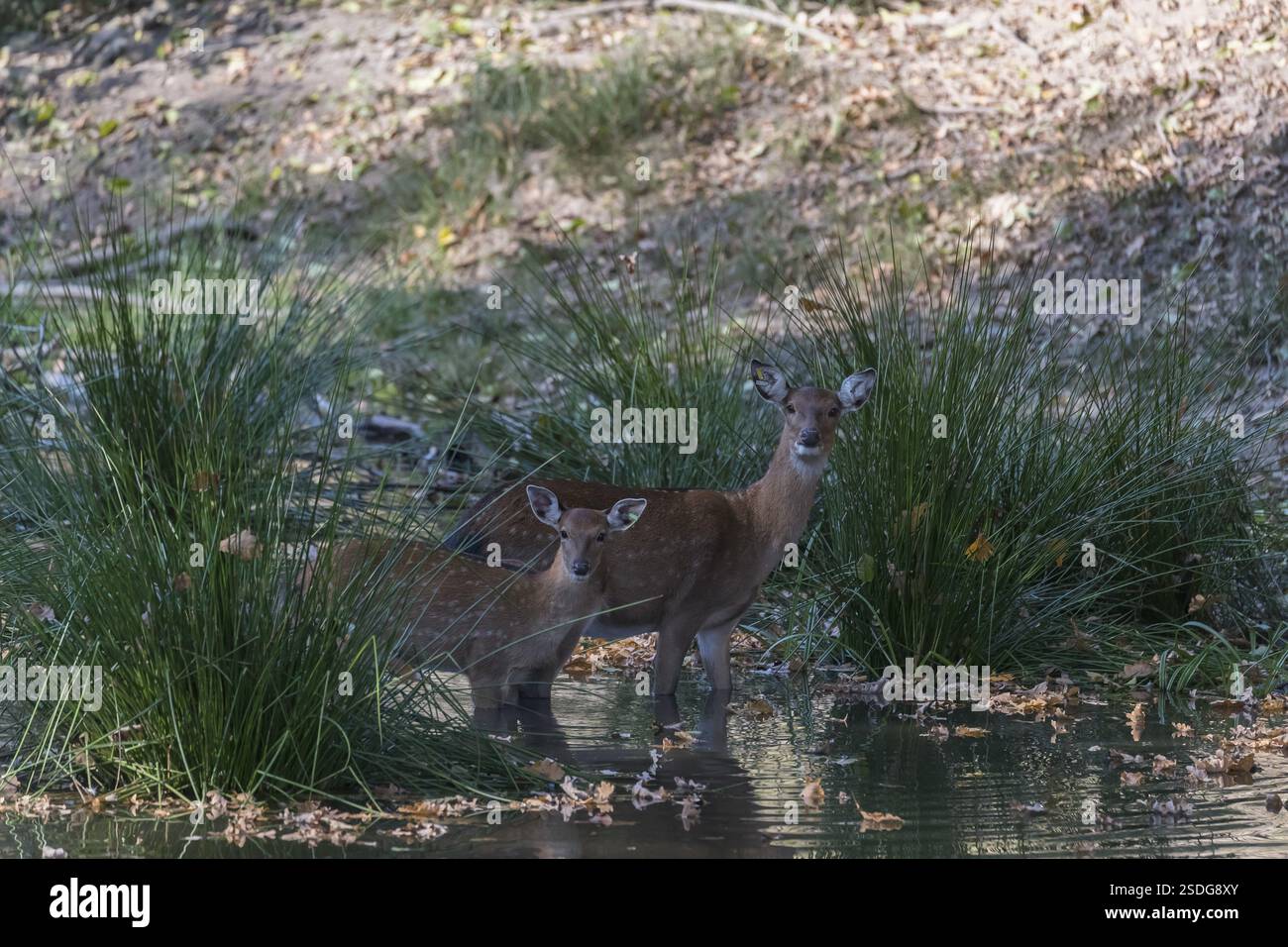 Flock of Vietnamese Sika Deer, Cervus nippon pseudaxis, standing in a ...