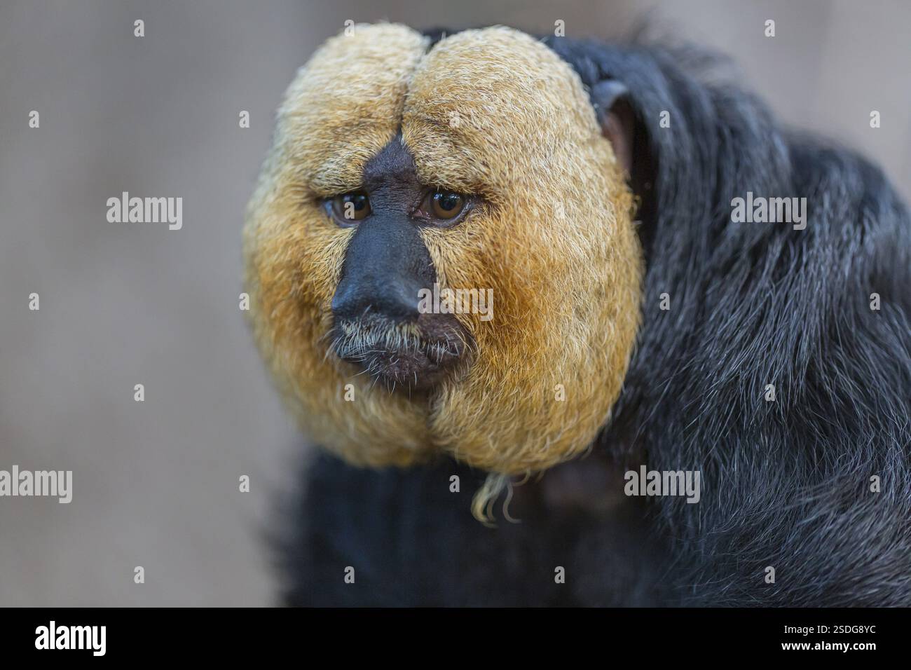 Portrait of a male white-faced saki (Pithecia pithecia Stock Photo - Alamy