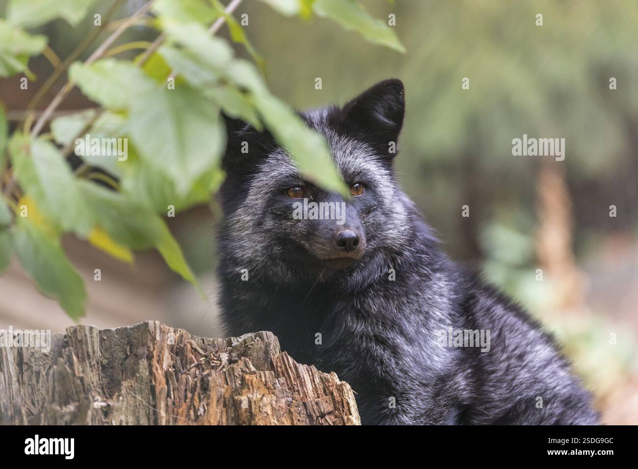 One silver fox (Vulpes vulpes) sitting behind a rotten tree stump and ...