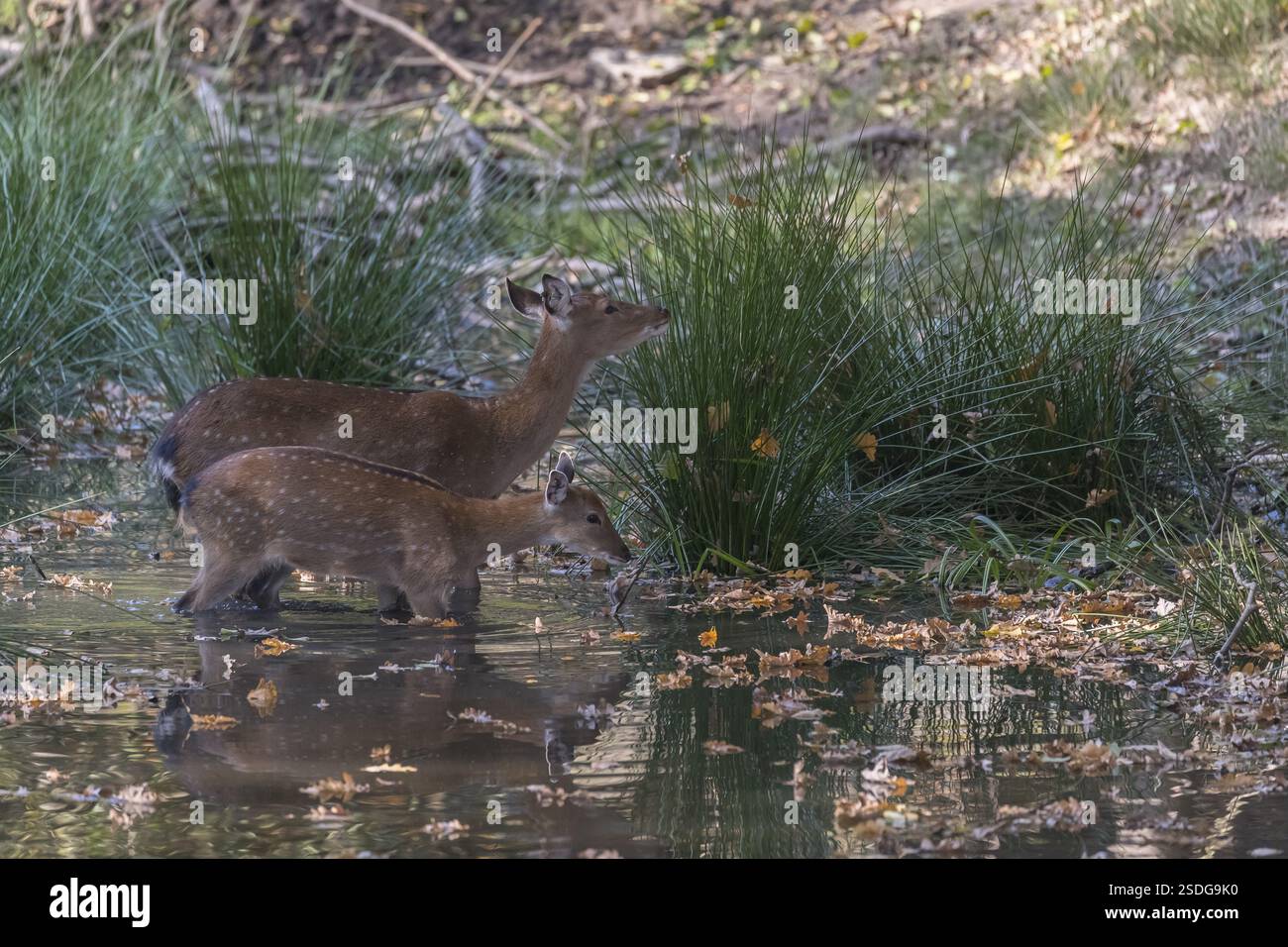 Flock of Vietnamese Sika Deer, Cervus nippon pseudaxis, standing in a ...