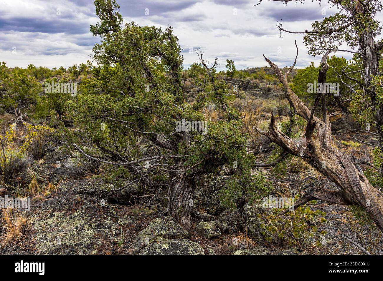 Lava Falls trail on the ancient lava flow at El Malpais National ...