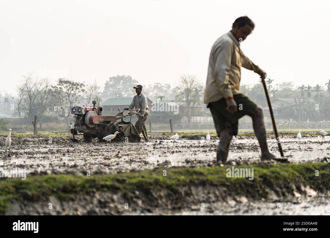 A farmer using hand tractor to plough an agricultural field at Mayong ...