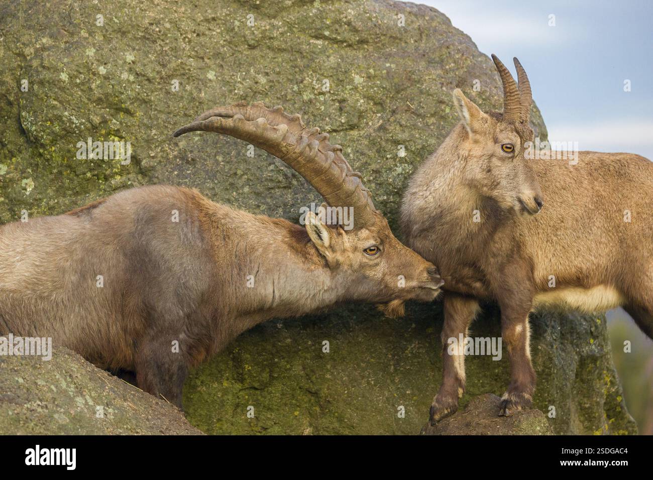 Two ibex (Capra ibex), a male and a female, stand on a rock. The male ...