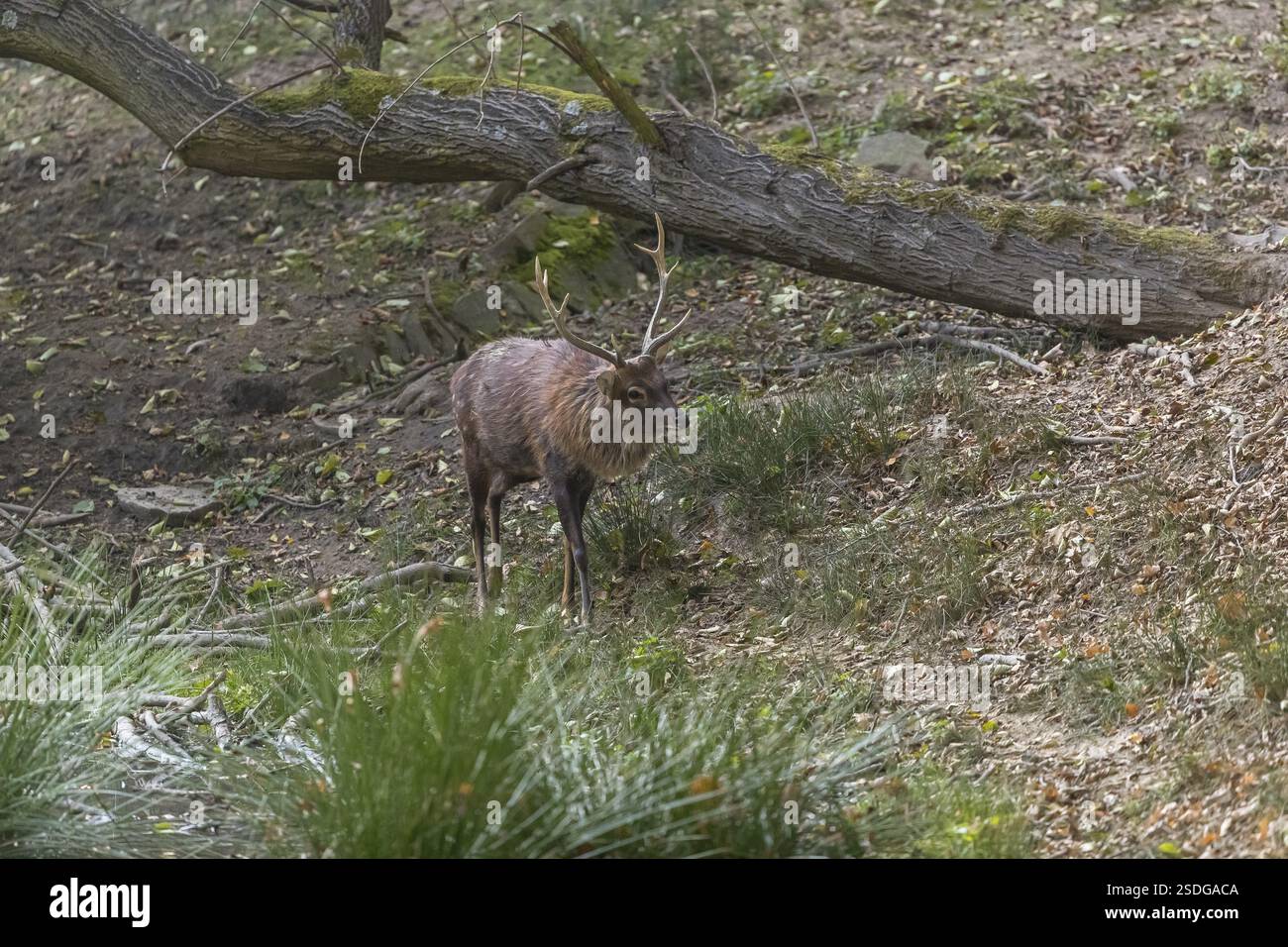 Vietnamese Sika Deer stag, Cervus nippon pseudaxis, standing in a ...