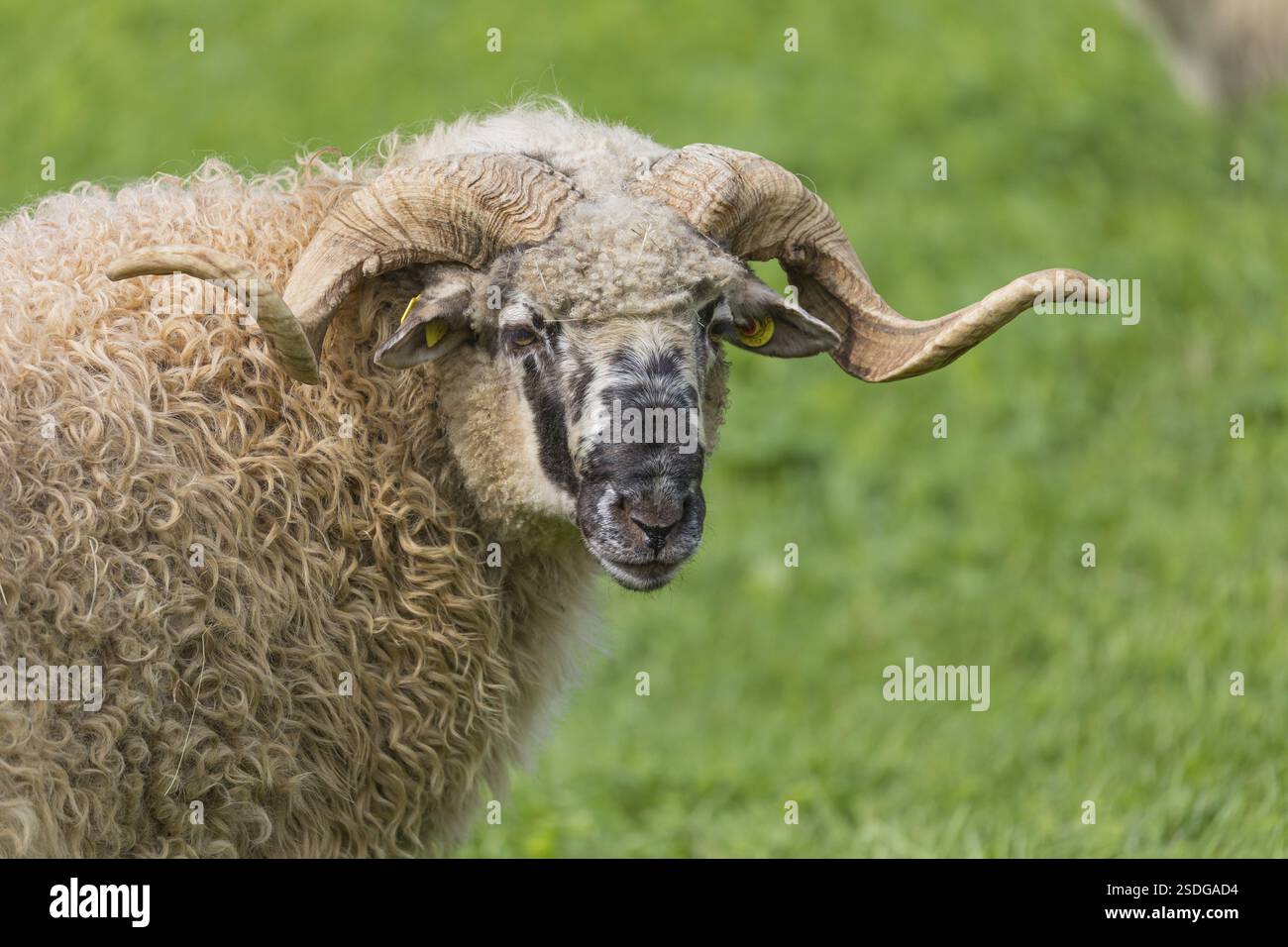 Wallachian sheep hi-res stock photography and images - Alamy