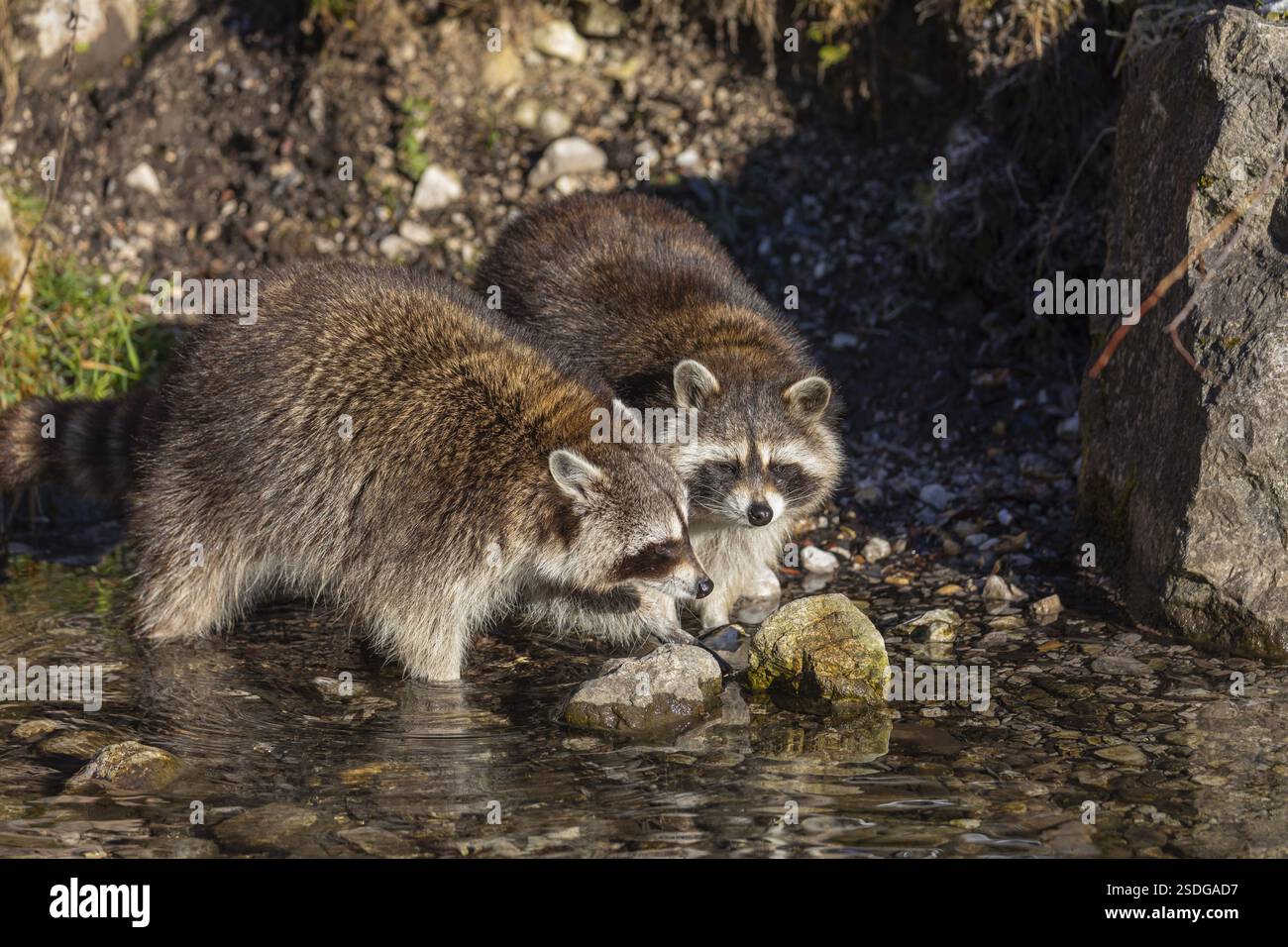 Two Raccoons, Procyon lotor, looking for food between the pebbles in ...