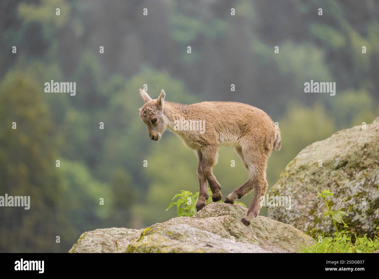 Alpine ibex cub hi-res stock photography and images - Alamy