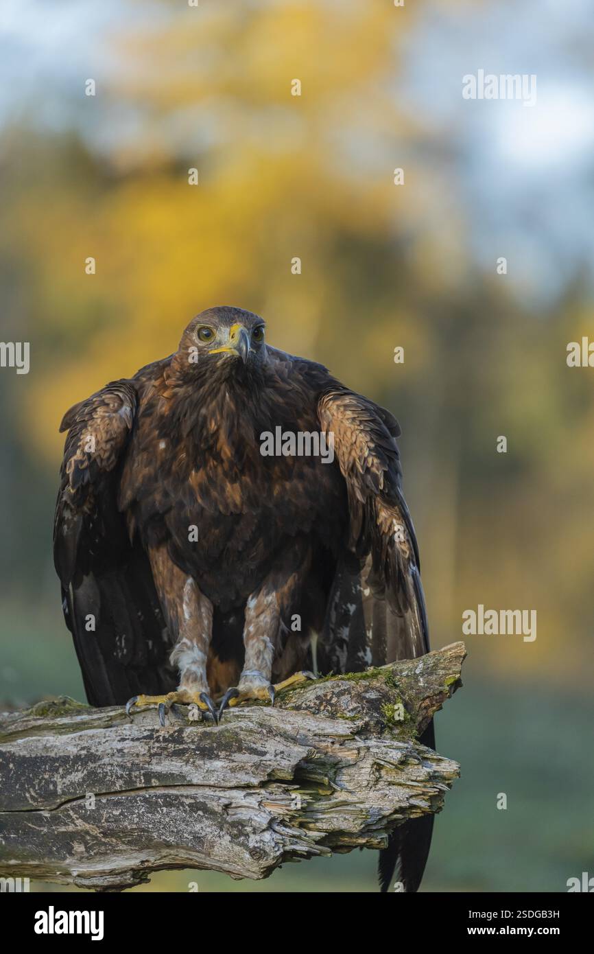 One golden eagle (Aquila chrysaetos) sitting on a broken and rotting ...