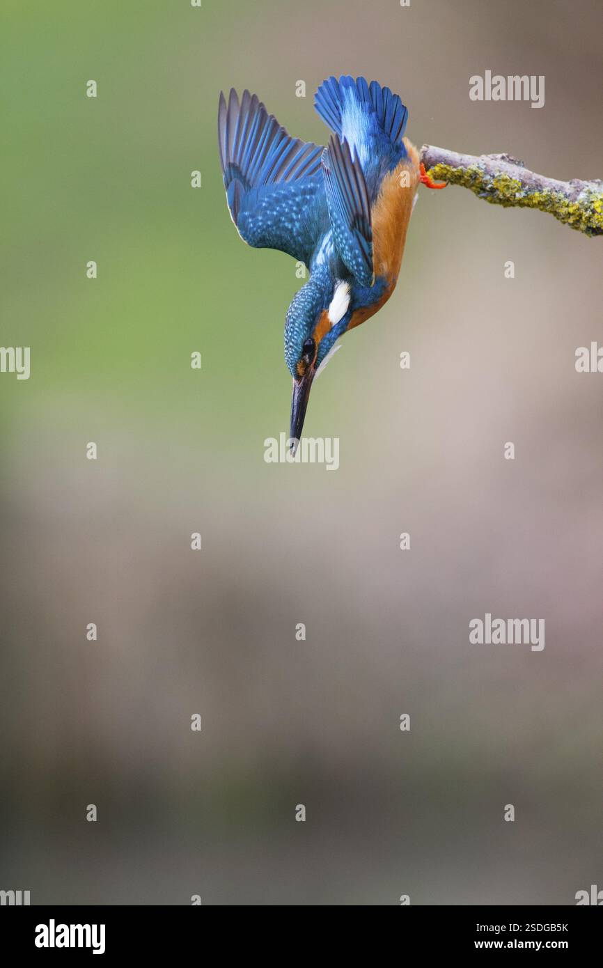 Kingfisher (Alcedo attis), adult male, in flight diving from a branch ...