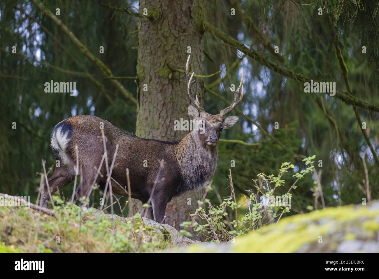 A Japanese sika deer (Cervus nippon nippon) stag stands on hilly ground ...