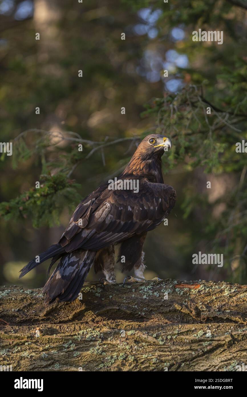 One golden eagle (Aquila chrysaetos) sitting on a rotting log. A green ...