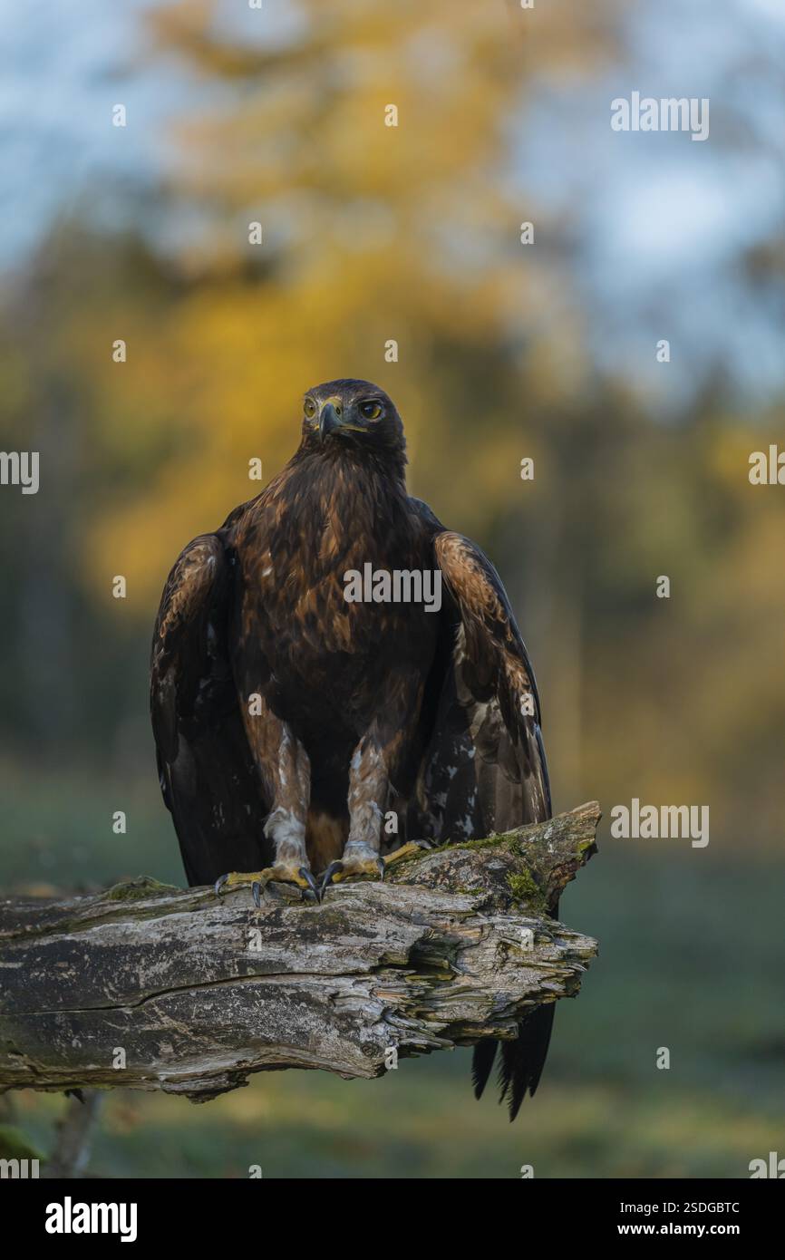 One golden eagle (Aquila chrysaetos) sitting on a broken and rotting ...