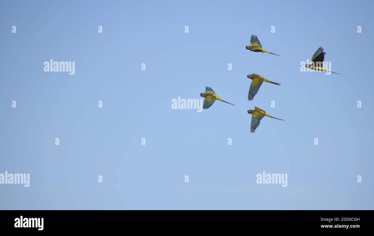 Free-living rock parakeets (Cyanoliseus patagonus) in flight in the ...