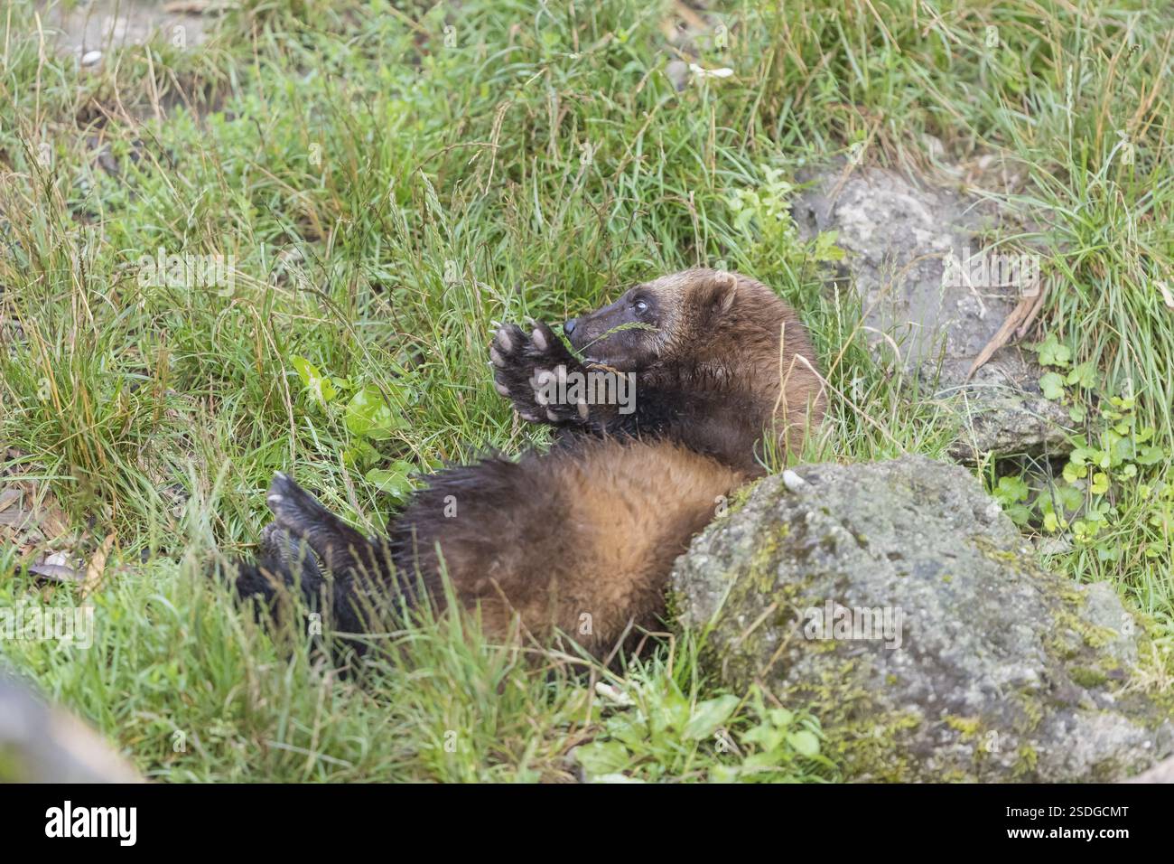 One wolverine, (Gulo gulo), playing between rocks, with green ...