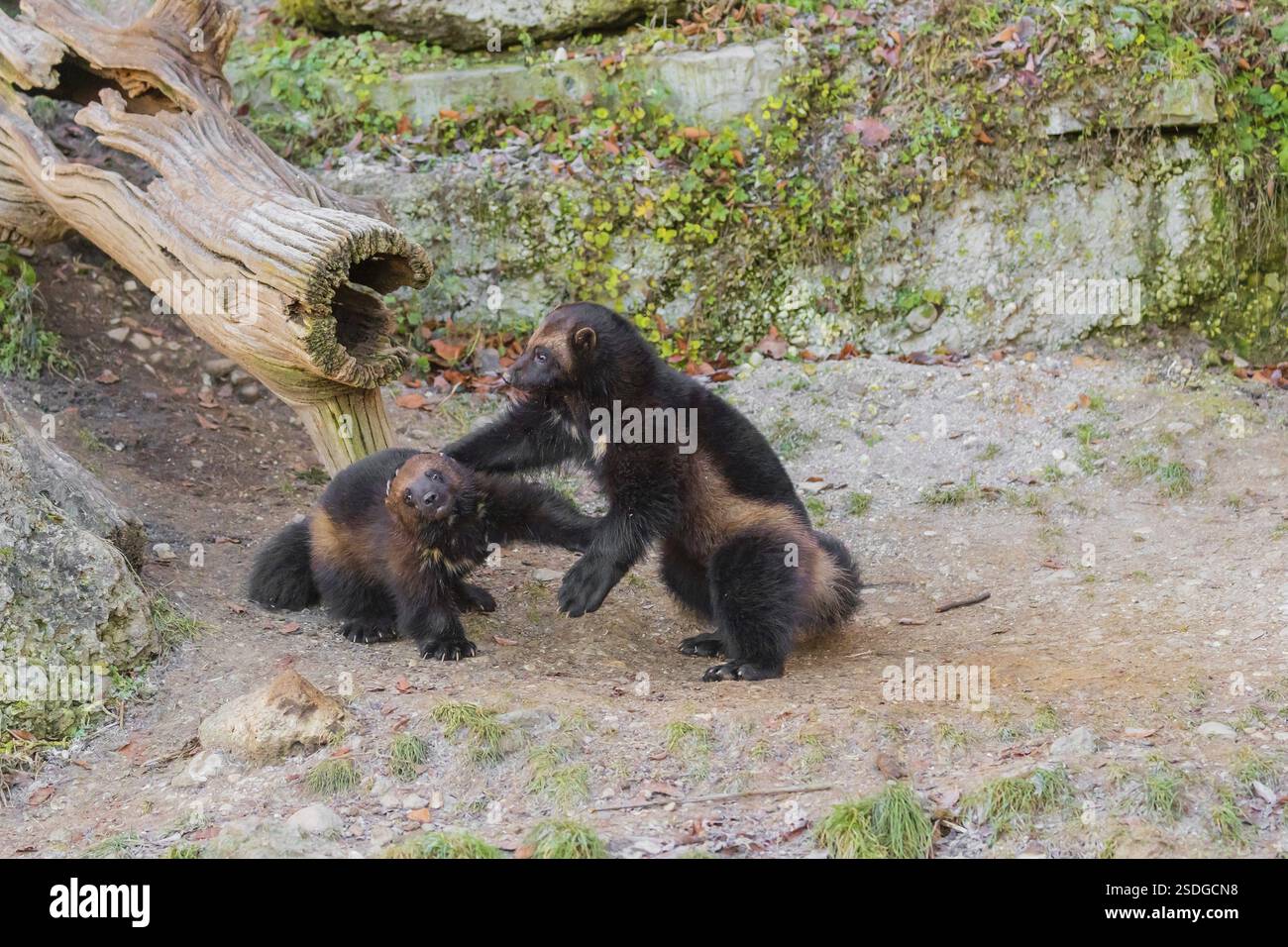 Two wolverine, (Gulo gulo), playfighting between rocks and logs Stock ...