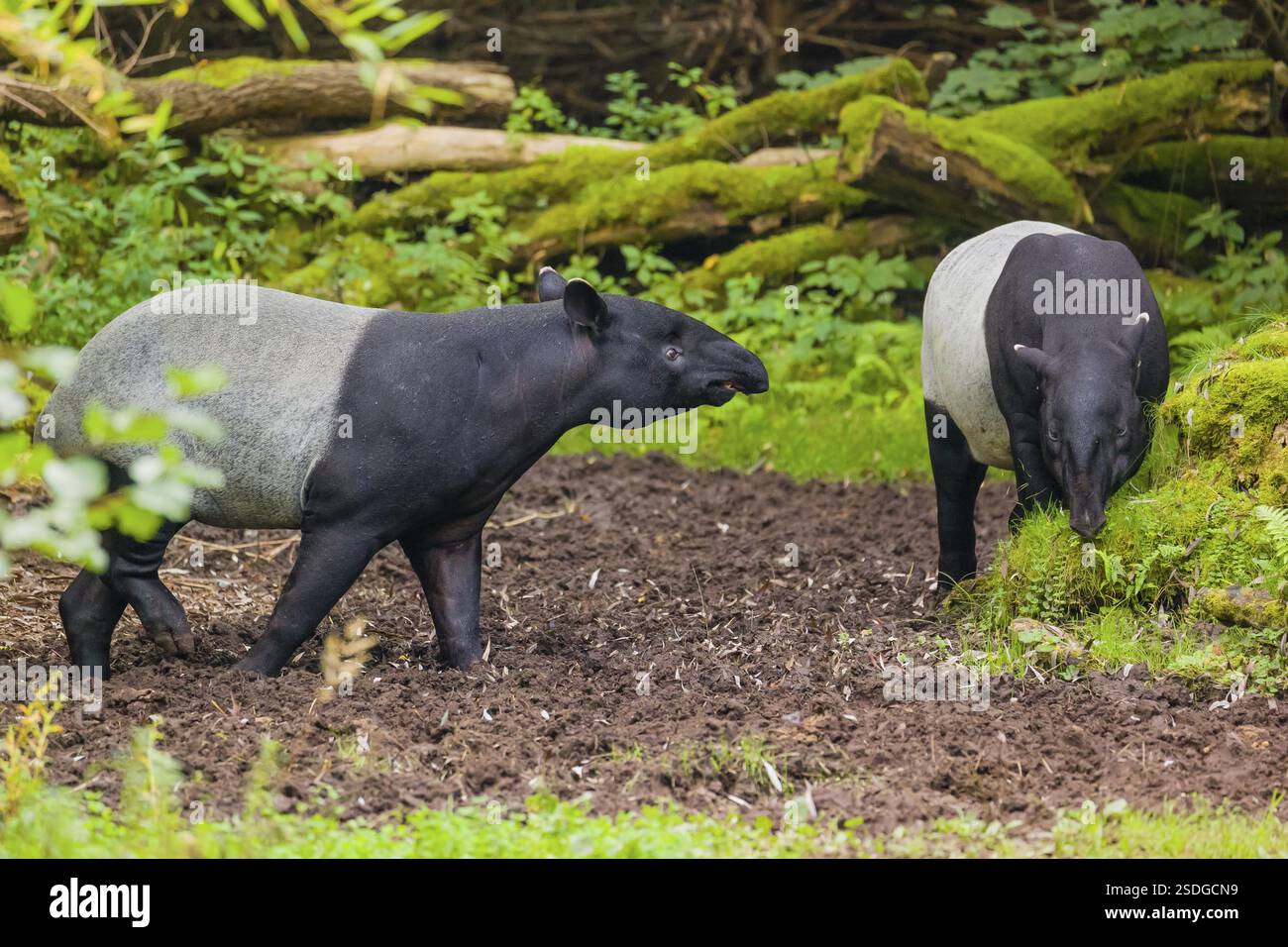 Two Malayan tapir (Acrocodia indica), one male and one female meet in a ...