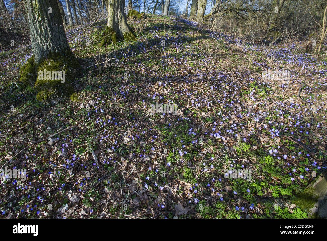 Common Hepatica, liverwort (Hepatica nobilis), plants flowering growing ...
