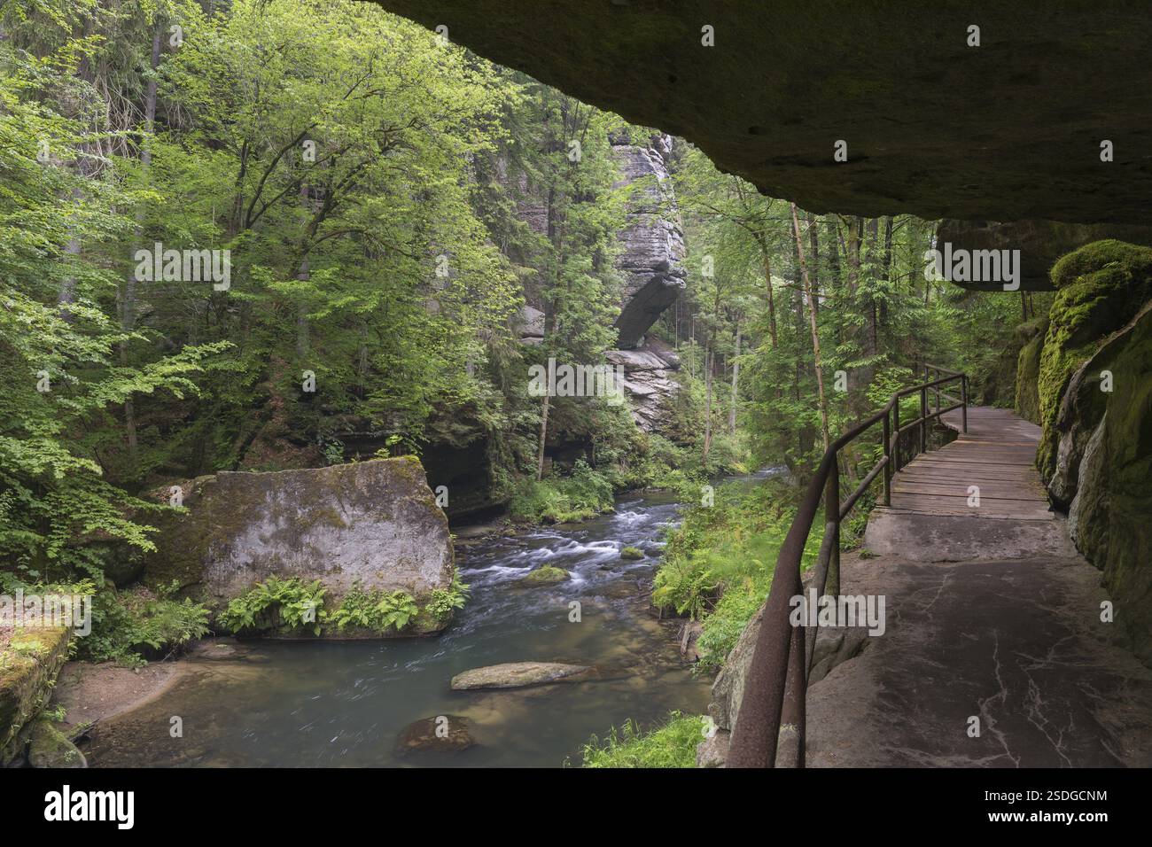 Hiking path in the Wild Gorge, river Kamnitz, Hrensko, Ustecky kraj ...