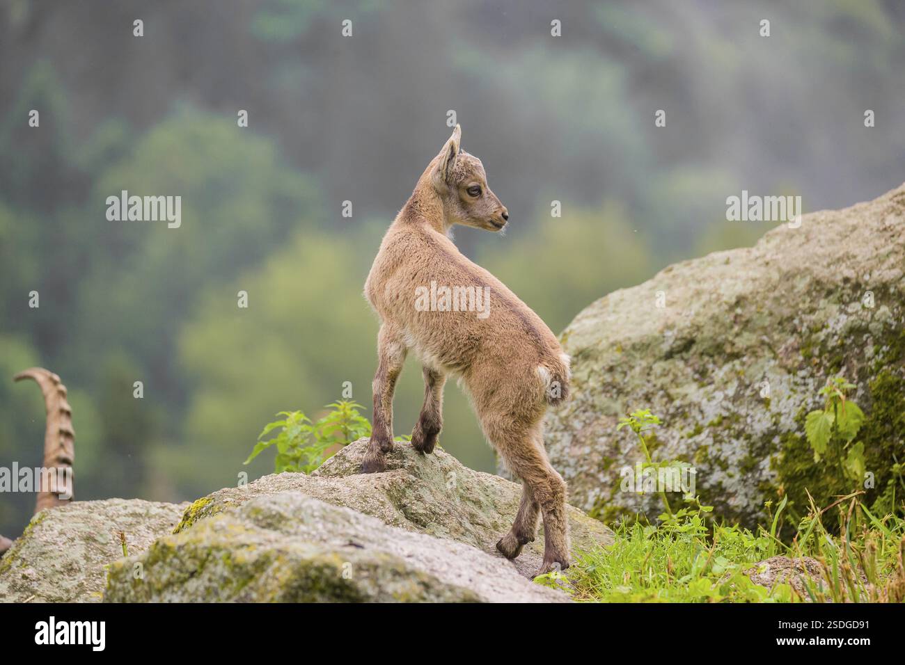 Alpine ibex cub hi-res stock photography and images - Alamy