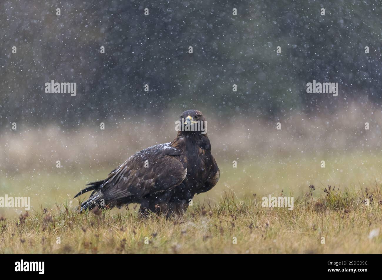 One golden eagle (Aquila chrysaetos) sitting in a meadow during snow ...