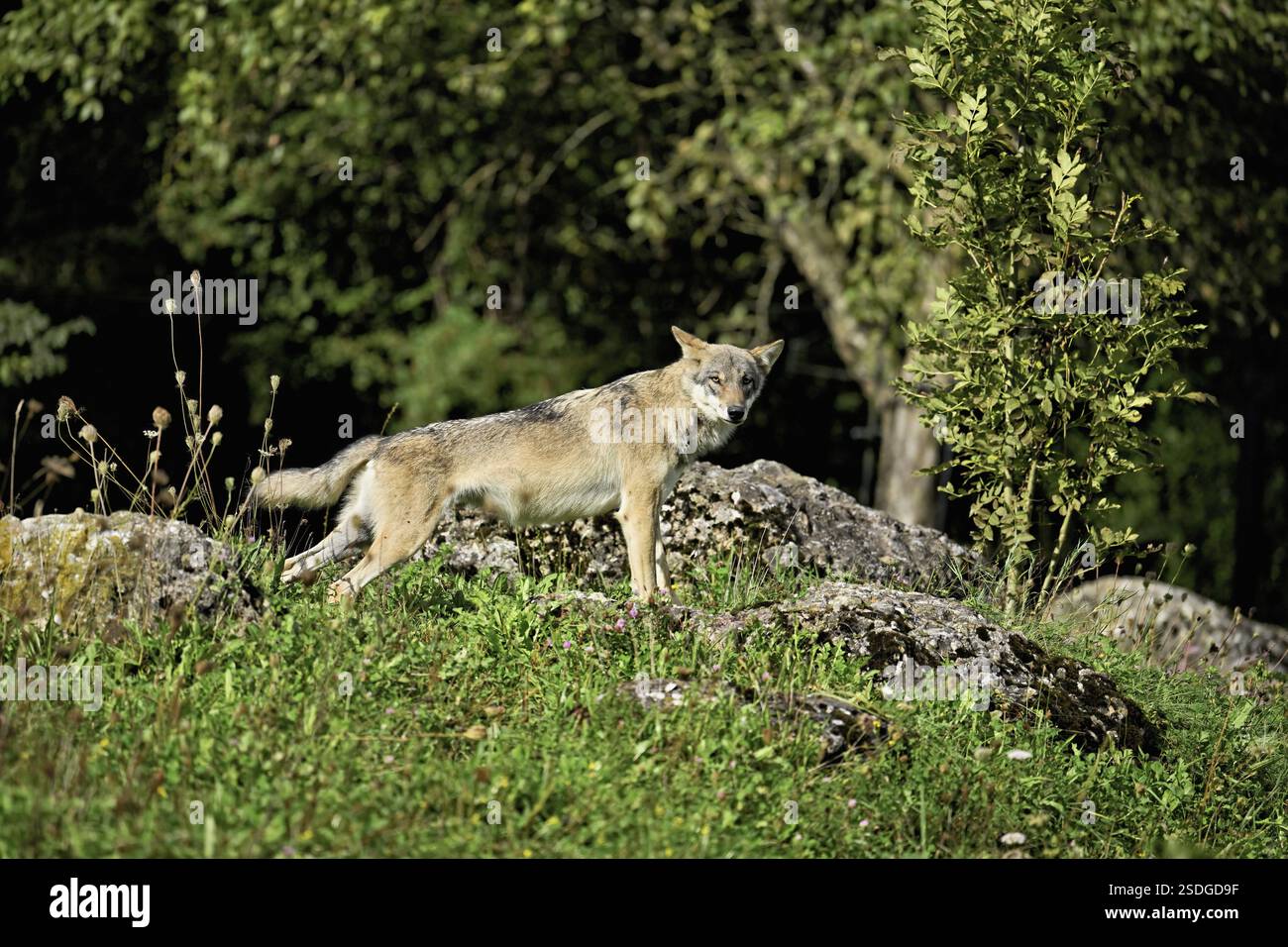 European gray wolf (Canis lupus lupus), old animal standing on rock ...