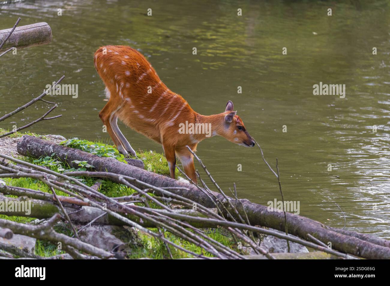 A female adult Congo sitatunga or forest sitatunga, Tragelaphus specii ...