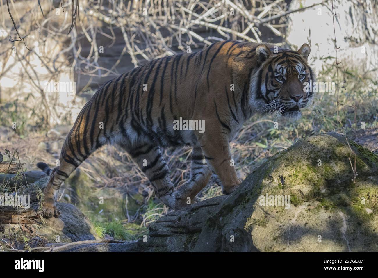 One Sumatran tiger (Panthera tigris sondaica, syn. Panthera tigris ...