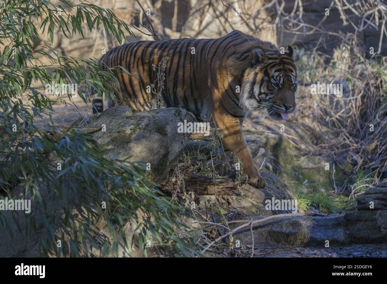 One Sumatran tiger (Panthera tigris sondaica, syn. Panthera tigris ...