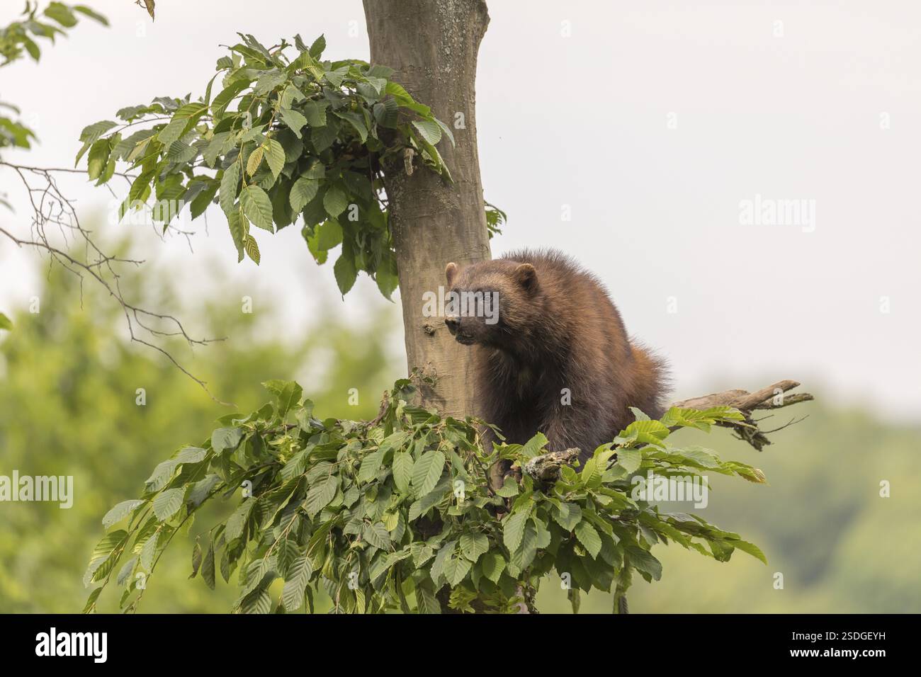 Wolverine animal with prey hi-res stock photography and images - Alamy