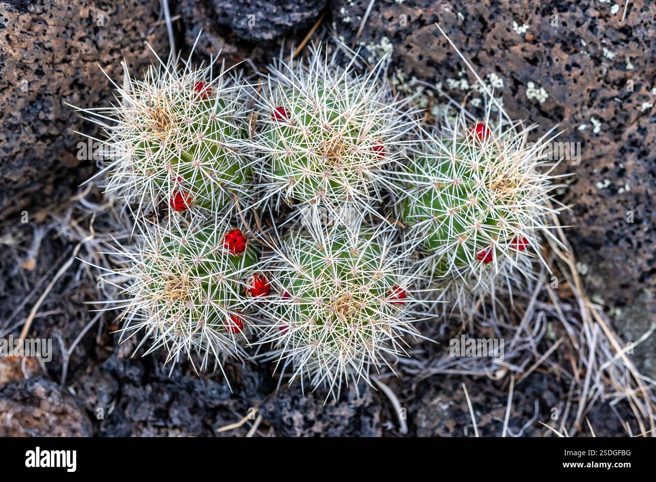 Beautiful cactus growing from the ancient lava flow.at El Malpais ...