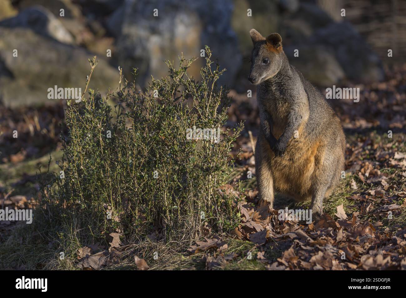 One swamp wallaby (Wallabia bicolor) next to a bush in early morning ...
