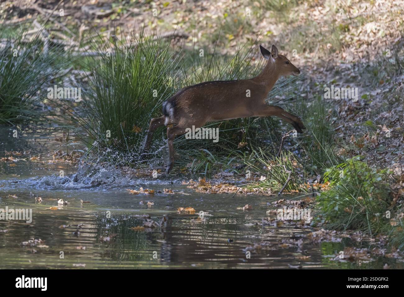 Vietnamese Sika Deer doe, Cervus nippon pseudaxis, running through a ...