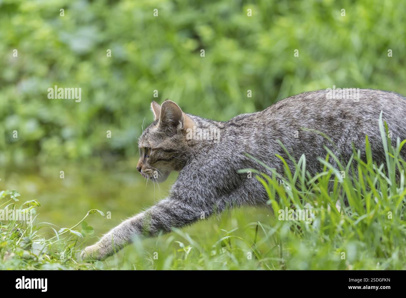 One young european wildcat, Felis silvestris silvestris, walking in ...