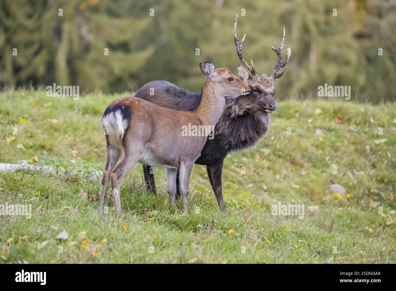 Deep affection. A Japanese sika deer (Cervus nippon nippon) doe cuddles ...