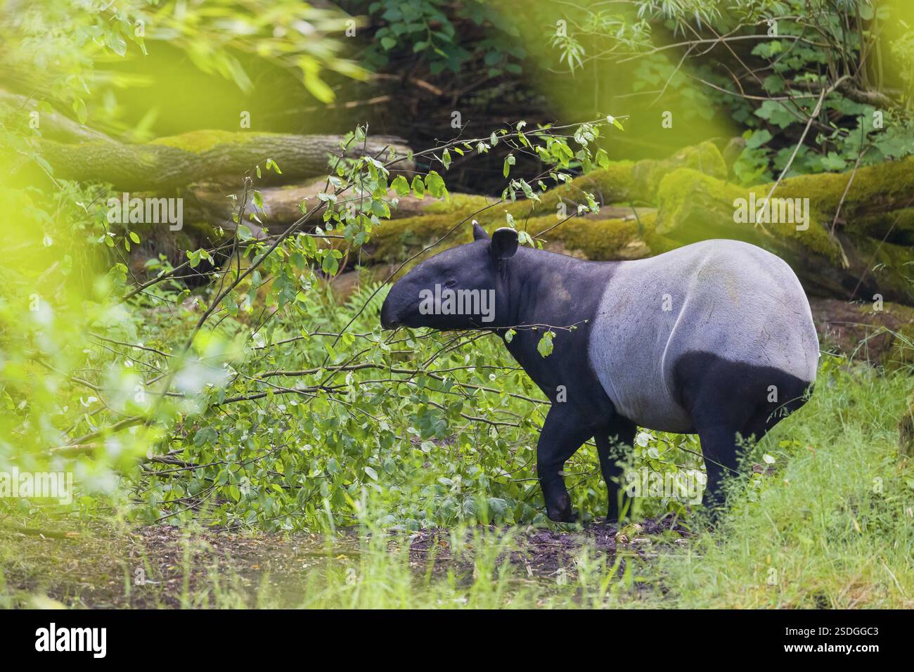 A Malayan tapir (Acrocodia indica) stands hidden in dense undergrowth ...