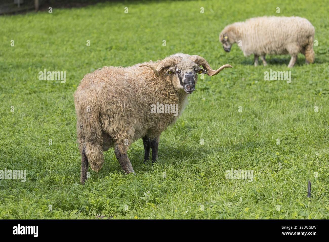 Wallachian sheep hi-res stock photography and images - Alamy